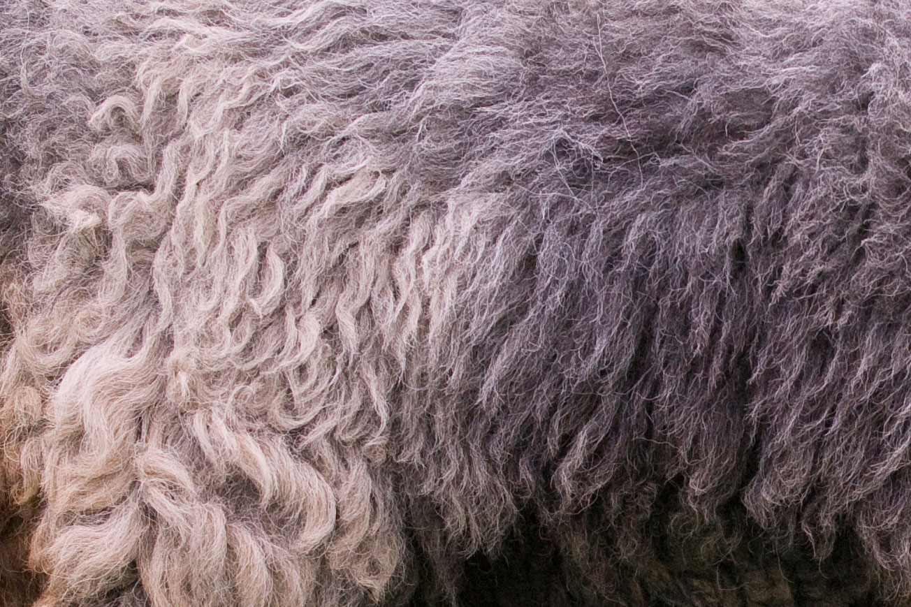 Overlooked animals – Photograph Works