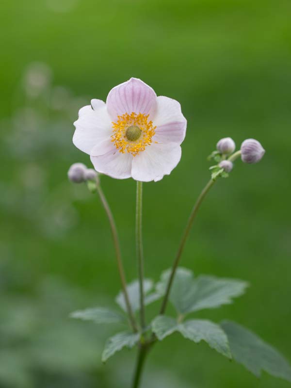 Japanese Anemone – Photograph Works