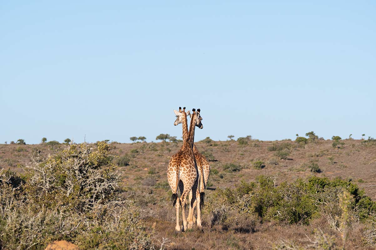 Canard WordPress Theme – Photograph Works