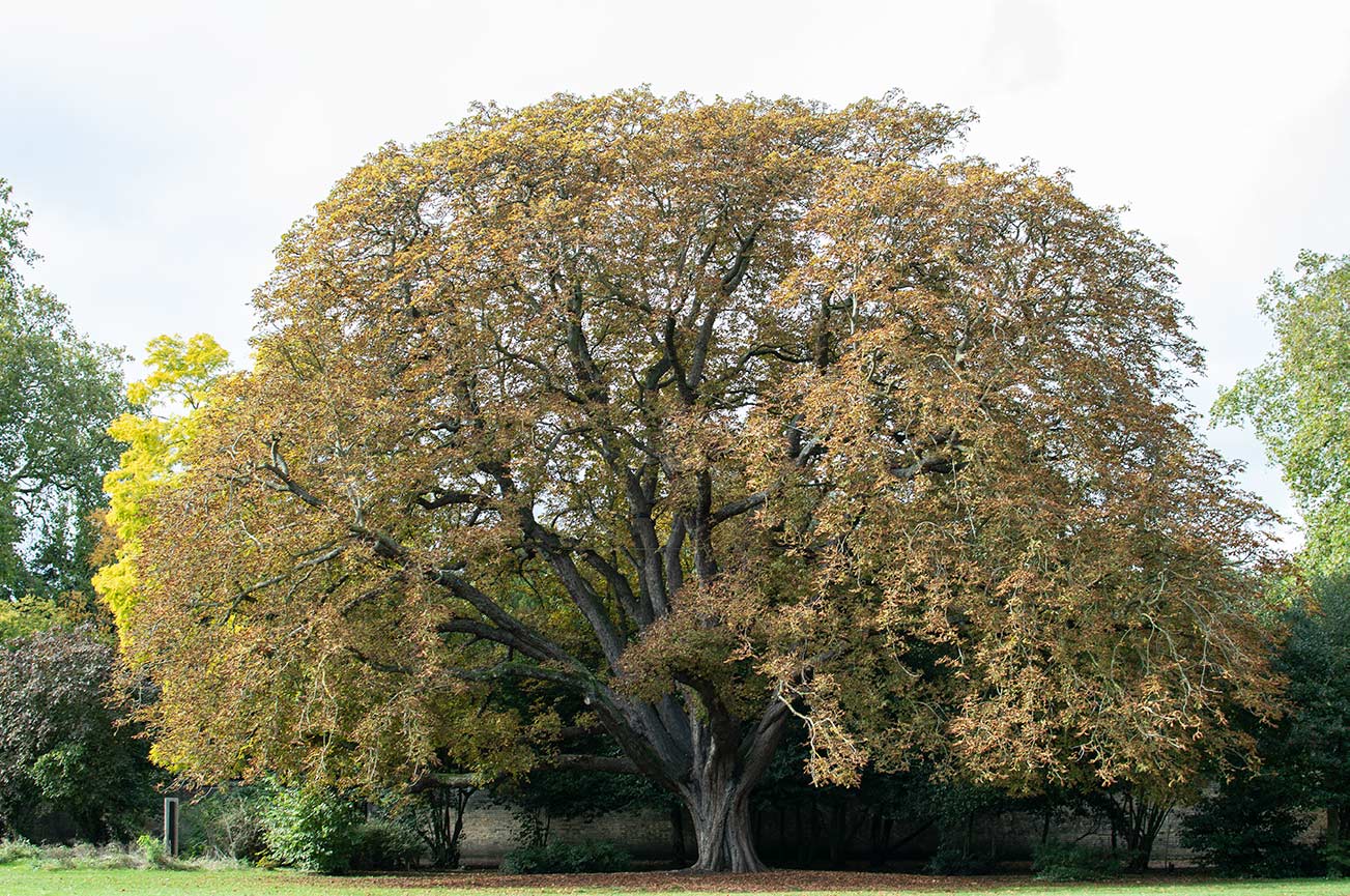 How Far Does A Spreading Chestnut Tree Spread? – Photograph Works