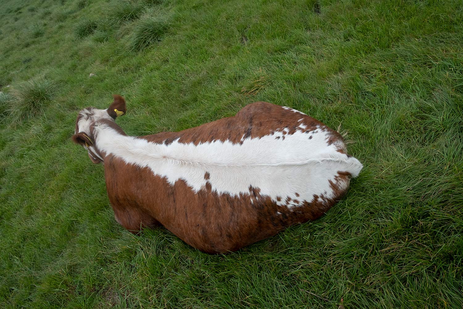 Cow From Above – Photograph Works