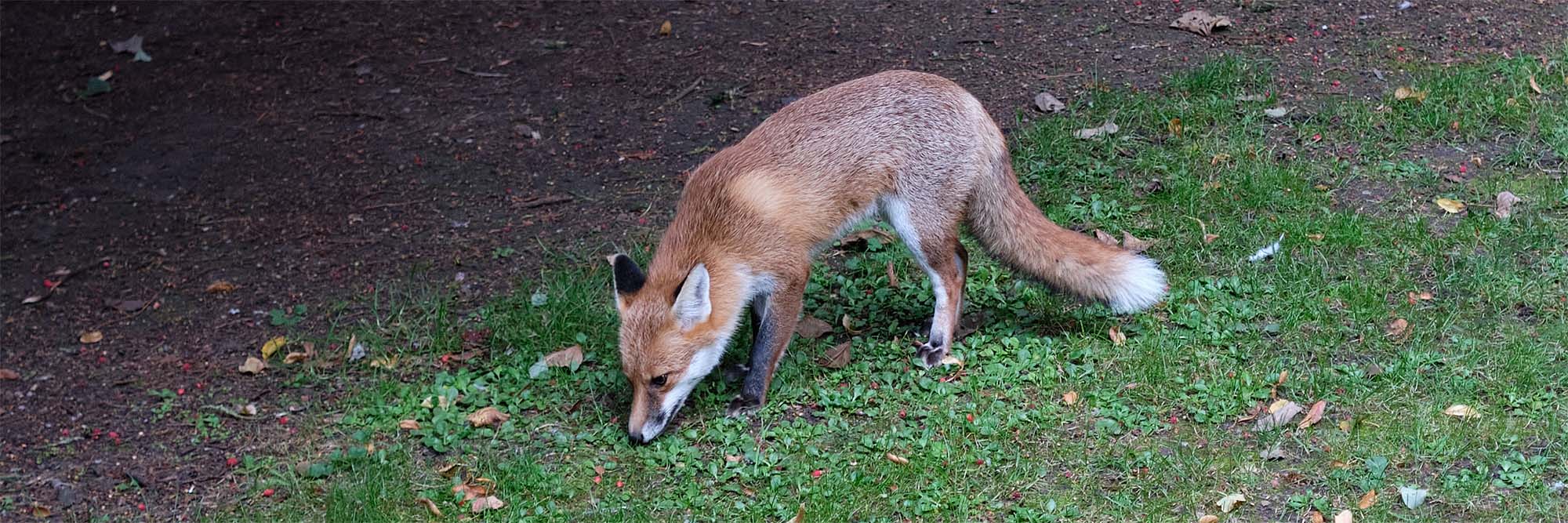The Latest On Hunting Foxes With Dogs – Photograph Works