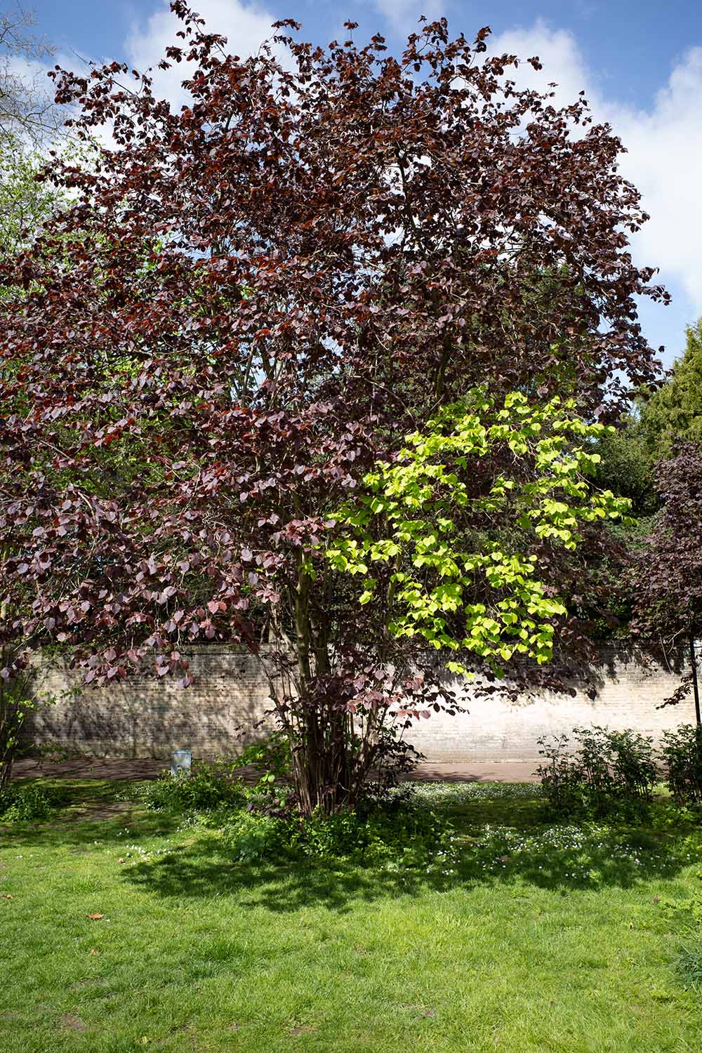 A Curious Copper Beech – Photograph Works
