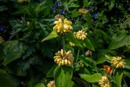 Turkish Sage Photograph Works Turkish Sage Photograph Works